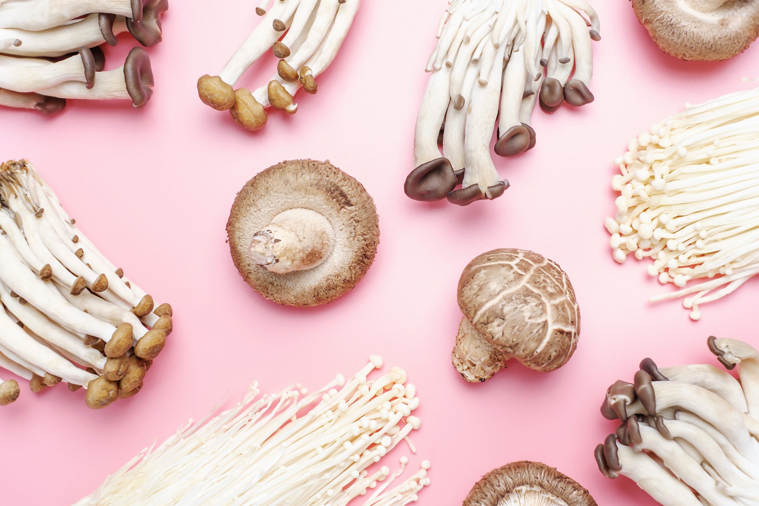 Guide des champignons: types, bienfaits et usages